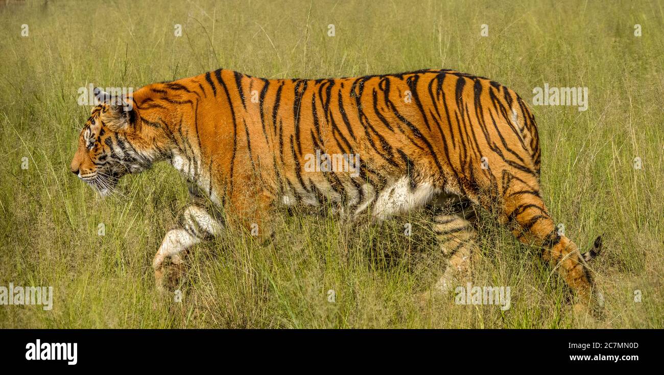 Portrait of a beautiful Bengal tiger in South African reserve Stock ...