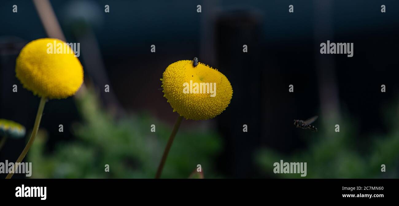 Flies on a flower hi-res stock photography and images - Alamy