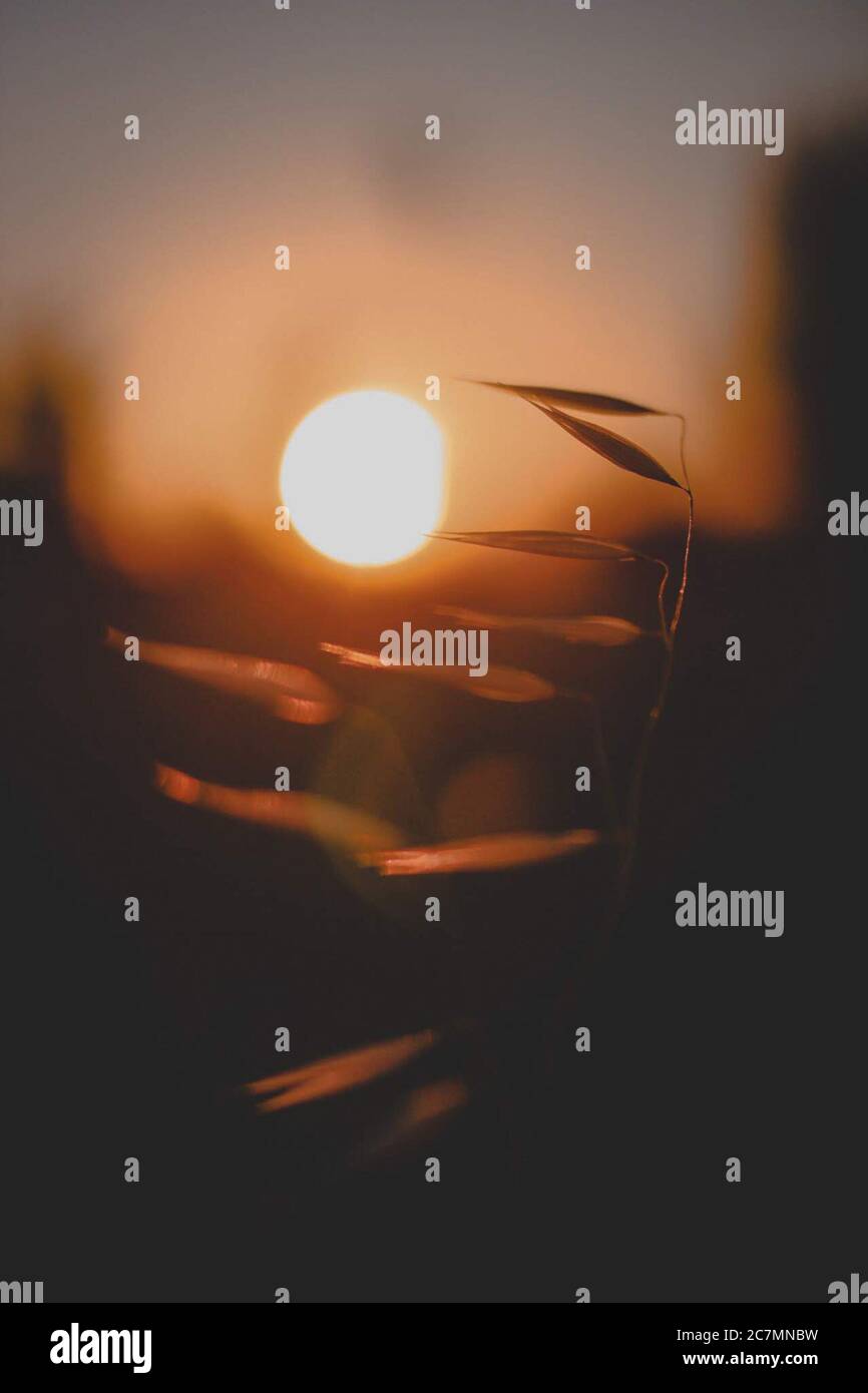 Plant leaves gleaming under the sunset - great for wallpapers Stock ...