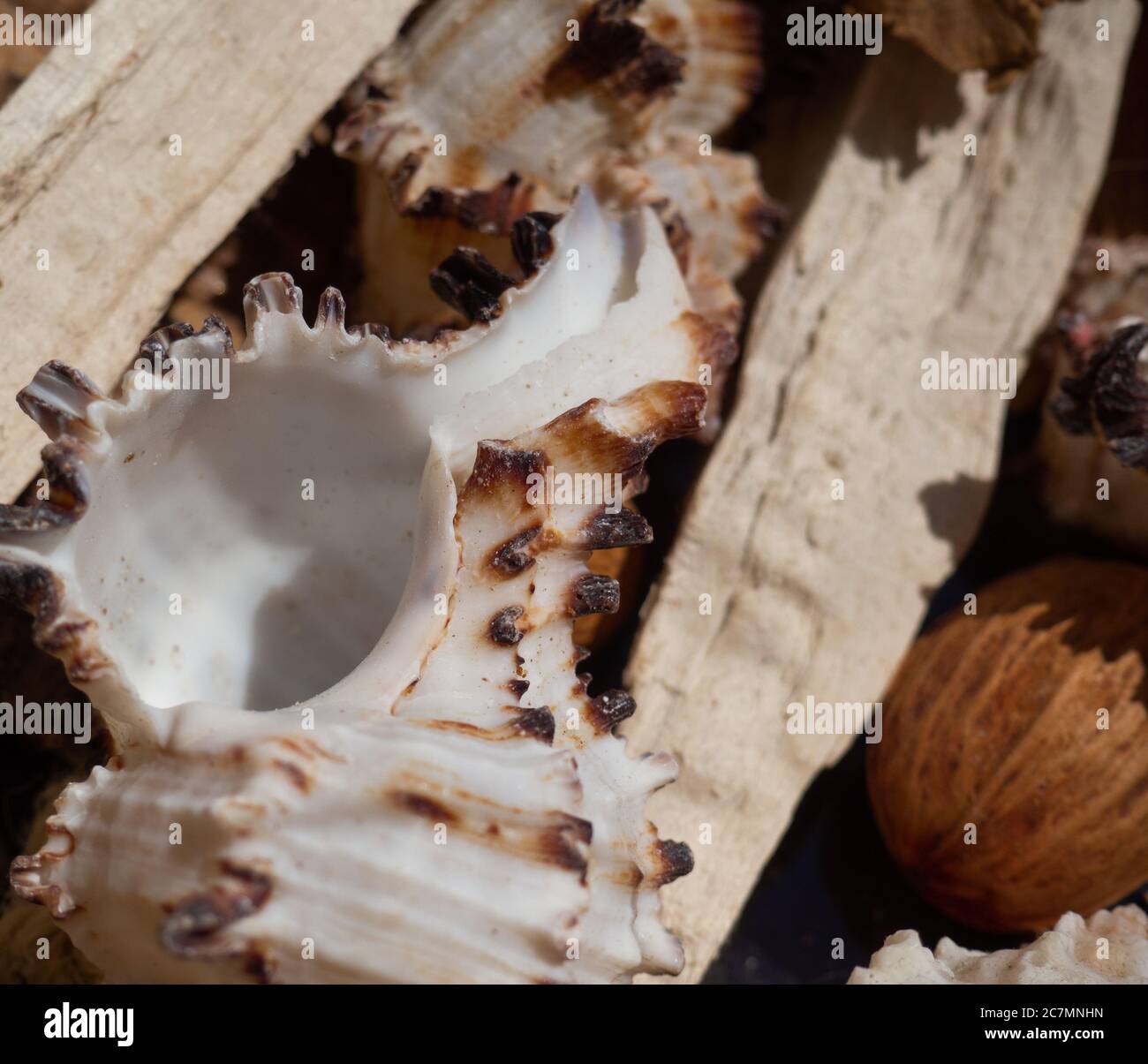Cute sea animals shells hi-res stock photography and images - Alamy