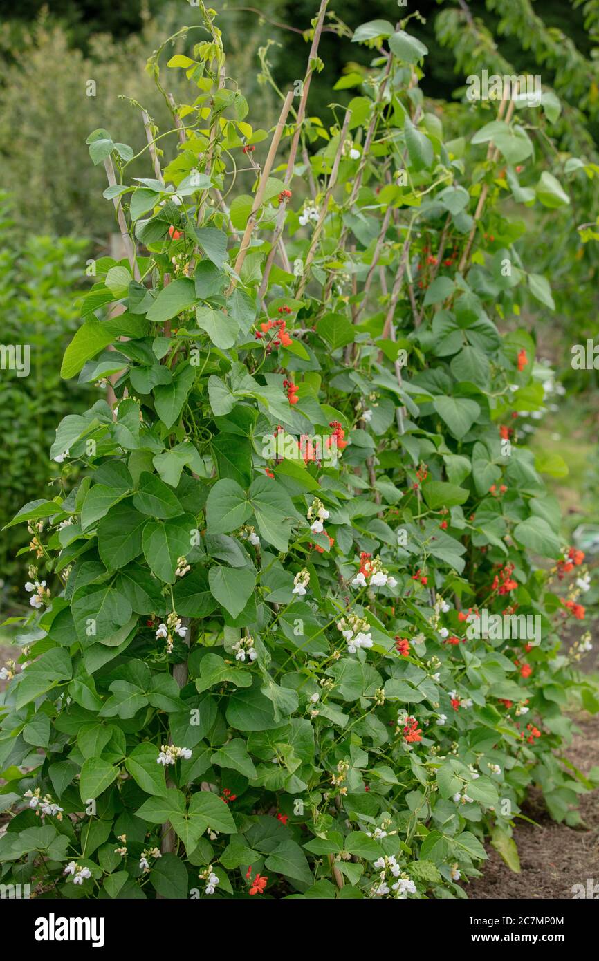 Runner bean plants with flowers seen growing and climbing on different ...