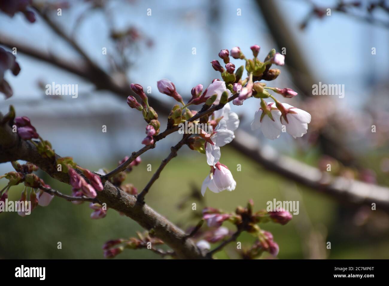 Blooming tree in spring, Staten Island New York Stock Photo - Alamy