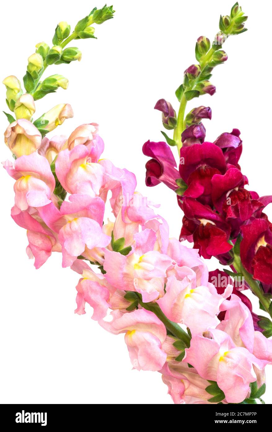Snapdragon Flower Dead