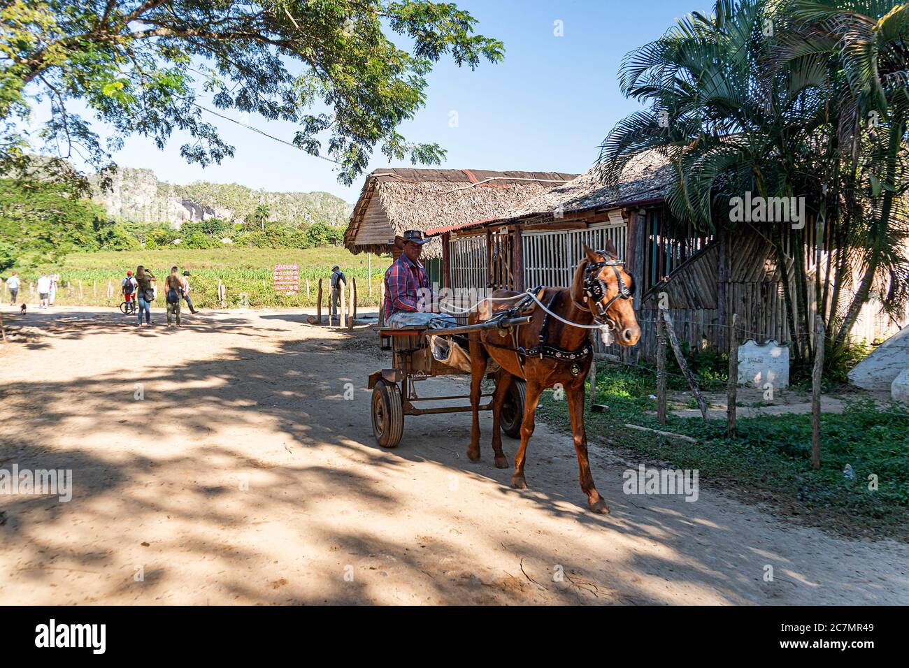 Farmer riding his horse outside a farm surrounded by palm groves in the ...