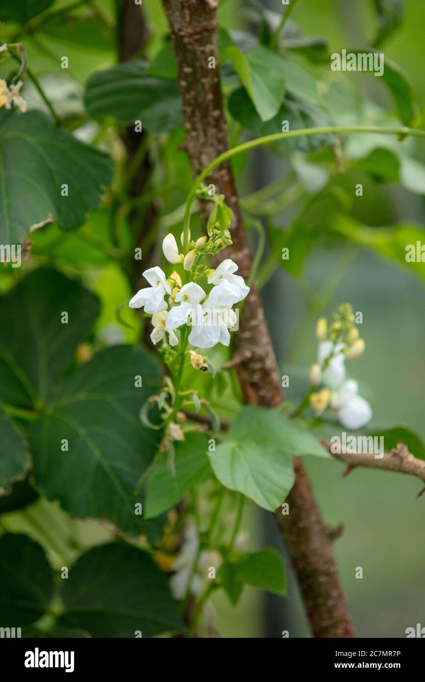 White flowering runner bean seen climbing on bamboo sticks on the ...