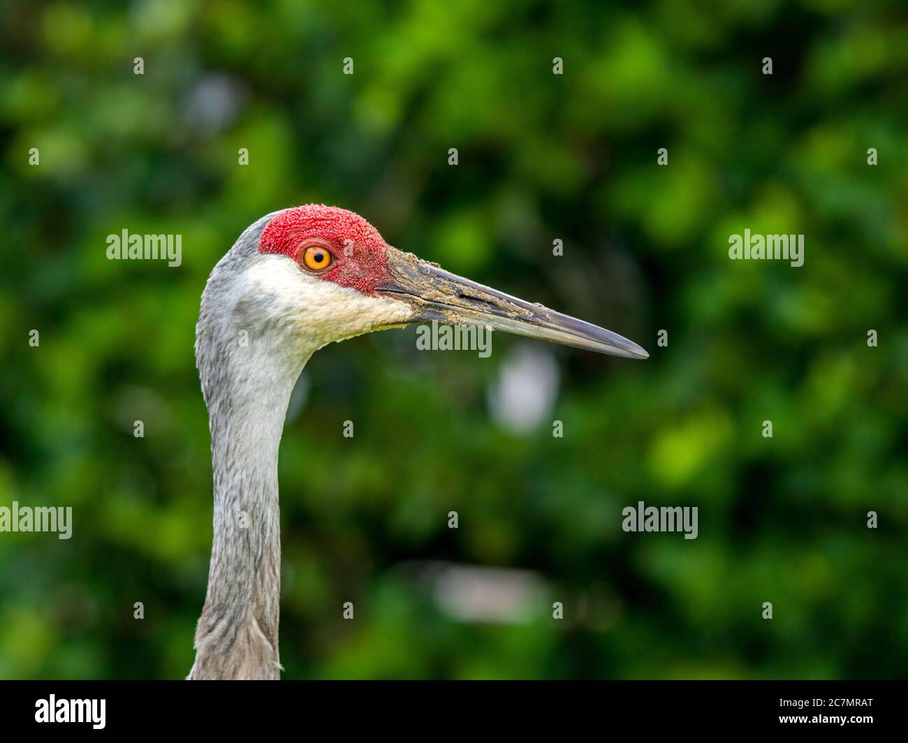Sandhill crane colorful feathers hi-res stock photography and images ...