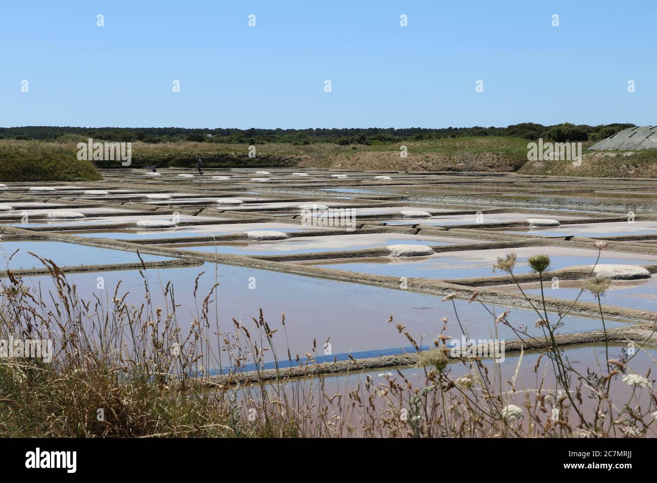Salt marshes of Guerande Stock Photo - Alamy