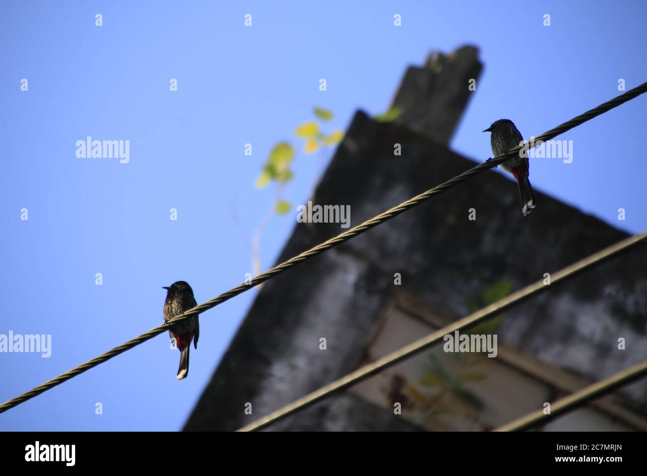 Birds sitting on rope Stock Photo - Alamy