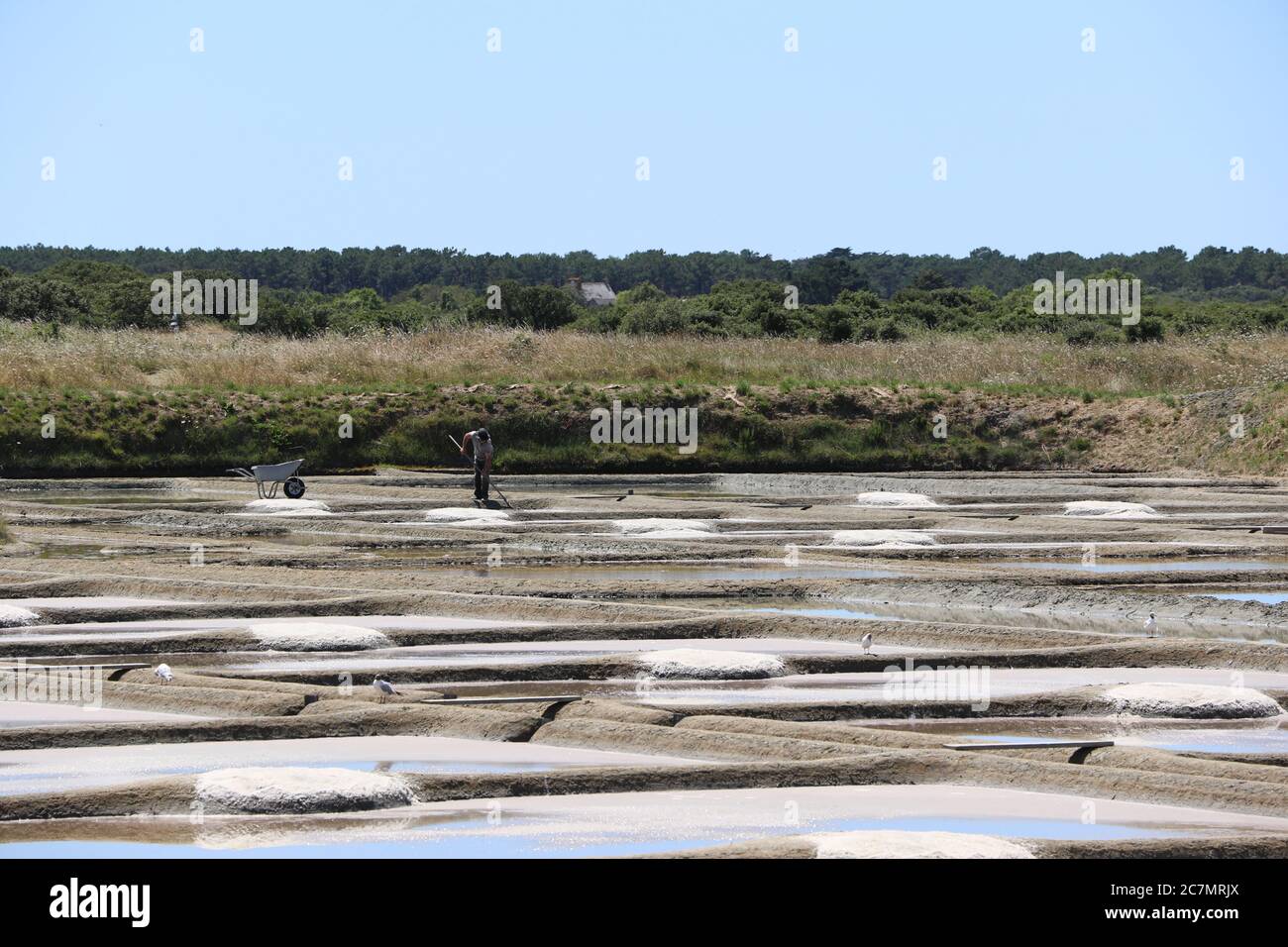 Salt marshes of Guerande Stock Photo - Alamy