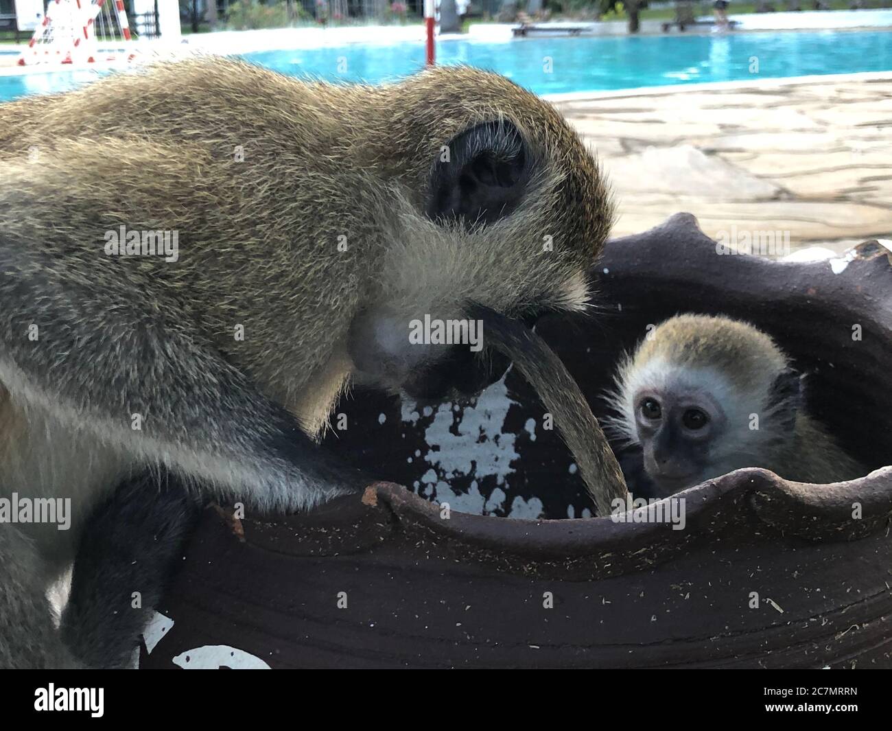 Monkey island hotel hi-res stock photography and images - Alamy