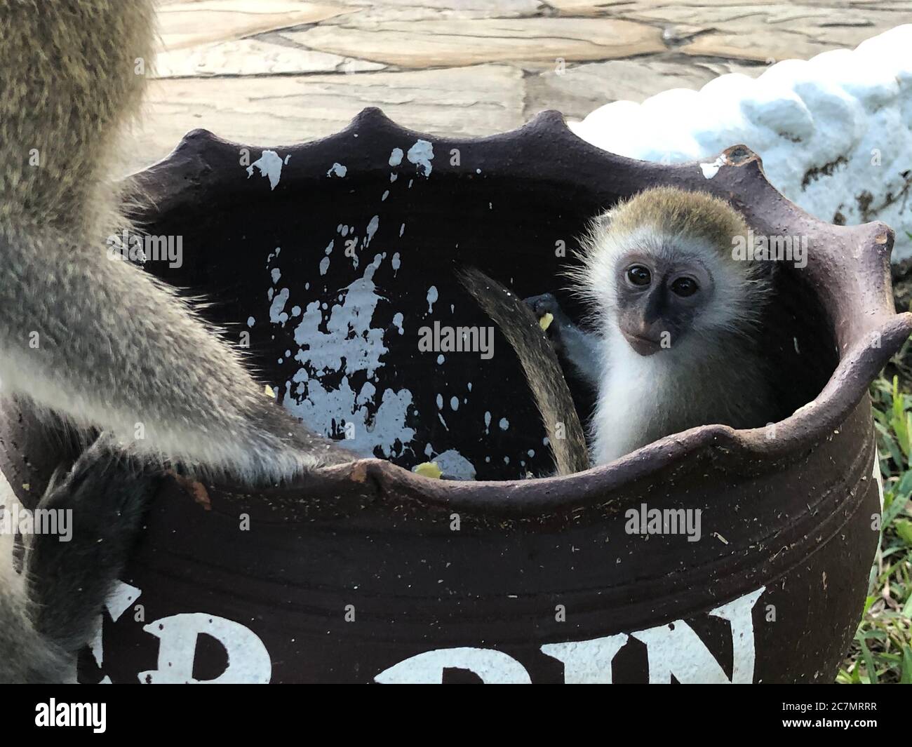 Monkey island hotel hi-res stock photography and images - Alamy