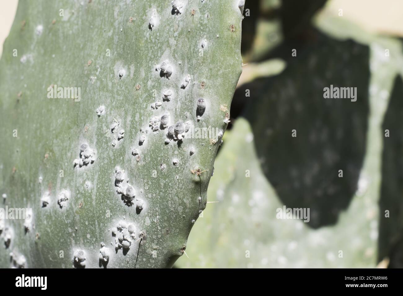 A closeup of cochineal insect bugs on a cactus plant Stock Photo - Alamy