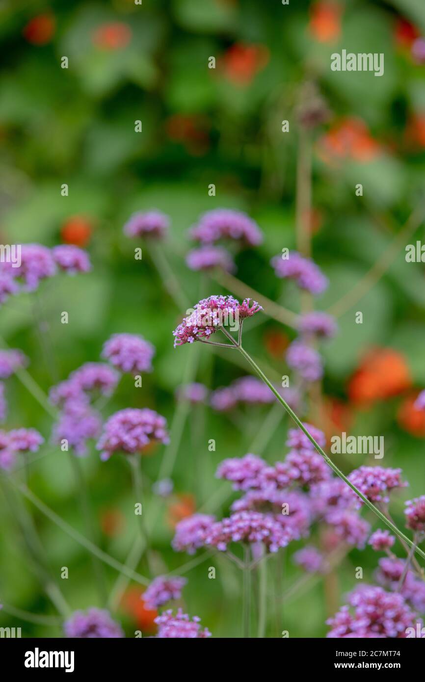Verbena bonariensis purple top hi-res stock photography and images - Alamy