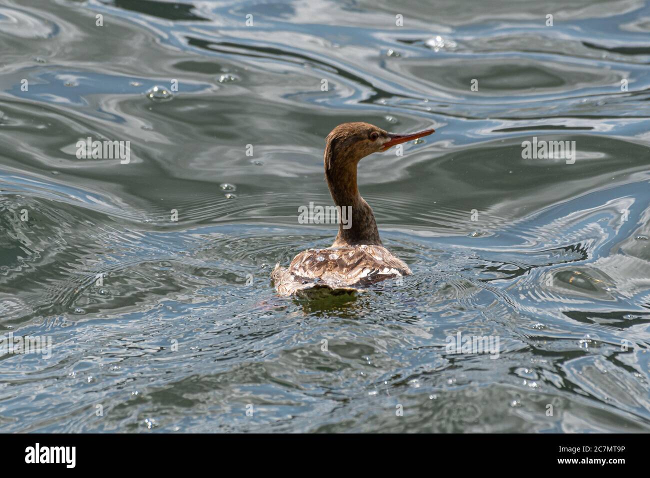 Female Common Merganser (Mergus merganser Stock Photo - Alamy