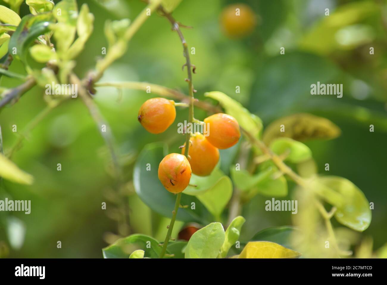 orange color fruit in selective focus, cherry-like fruit Stock Photo ...