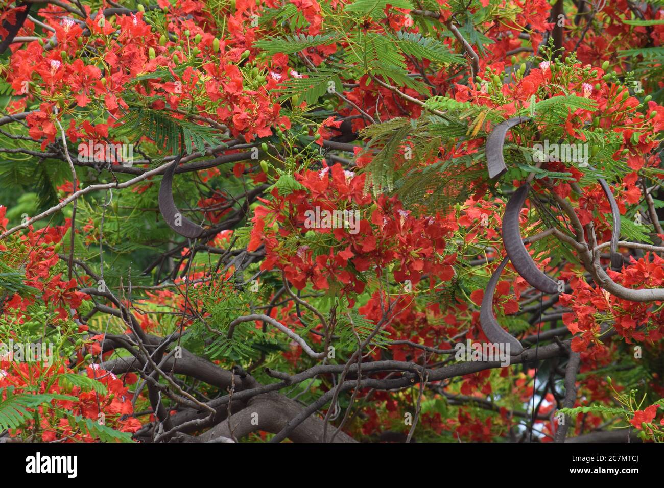 phoenix flower or delonix regia is a species of flowering plant Stock ...