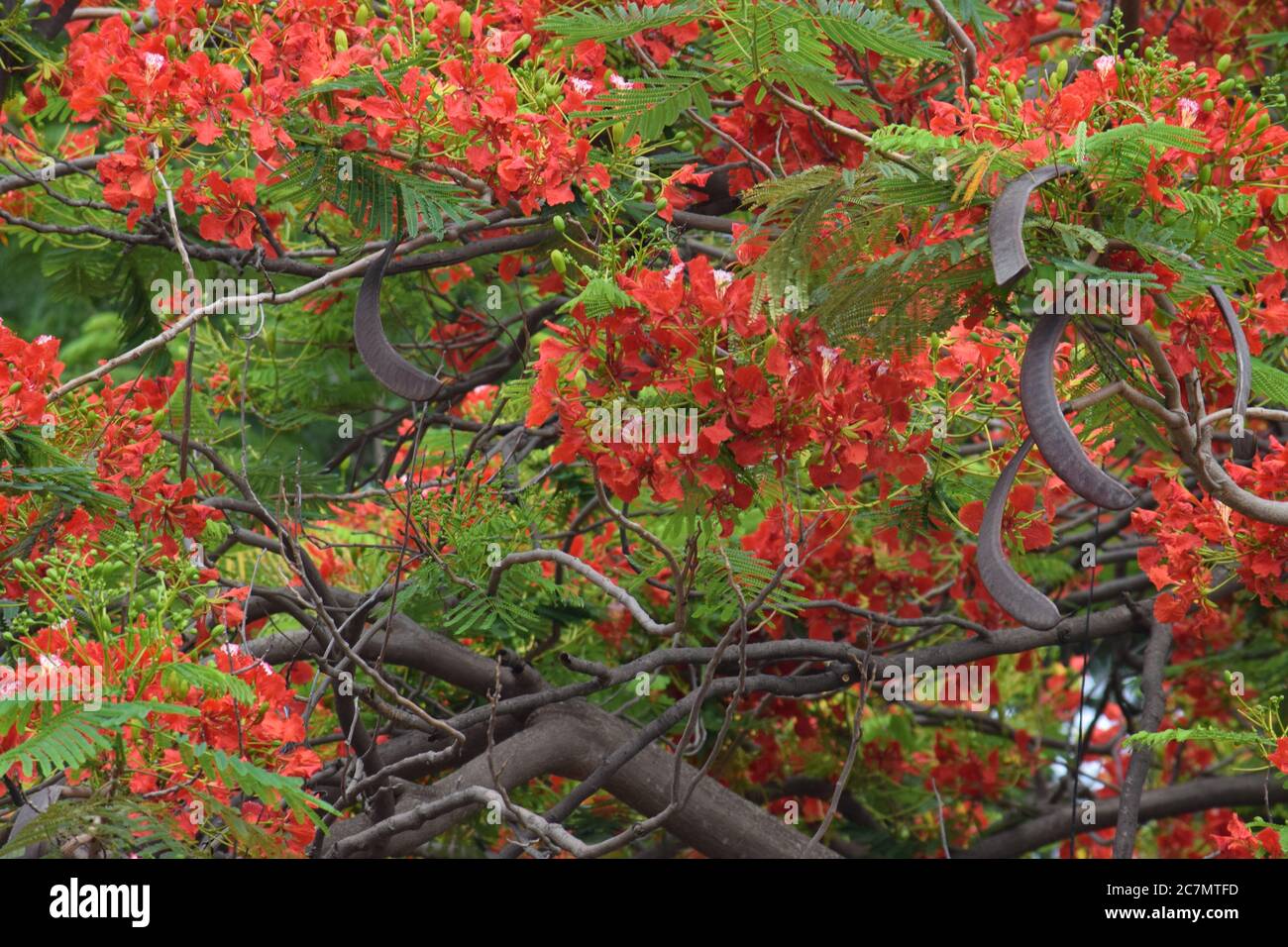 phoenix flower or delonix regia is a species of flowering plant Stock ...