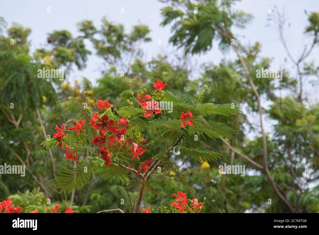 phoenix flower or delonix regia is a species of flowering plant Stock ...