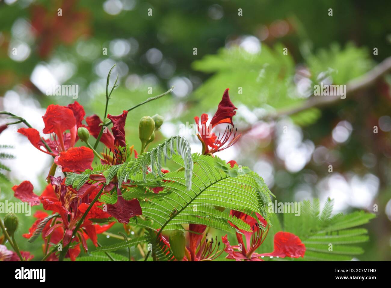 phoenix flower or delonix regia is a species of flowering plant Stock ...