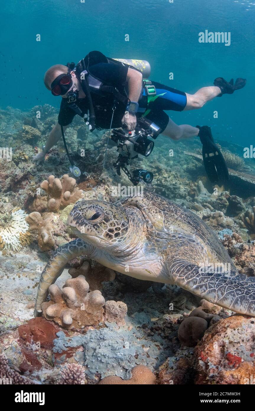 Diver watching Loggerhead Turtle, Caretta caretta, vulnerable species ...