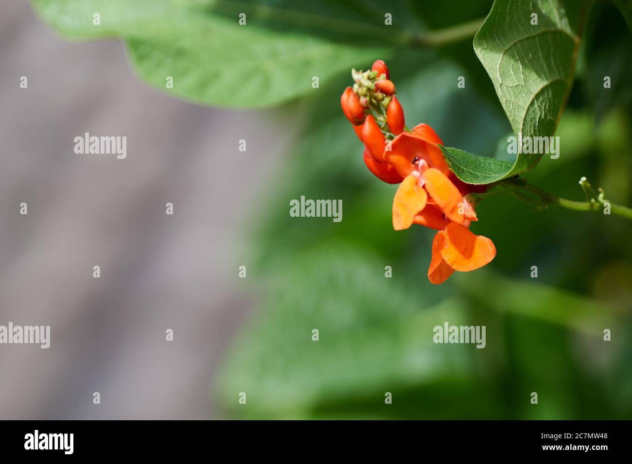 Red Kidney Bean Field High Resolution Stock Photography and Images - Alamy