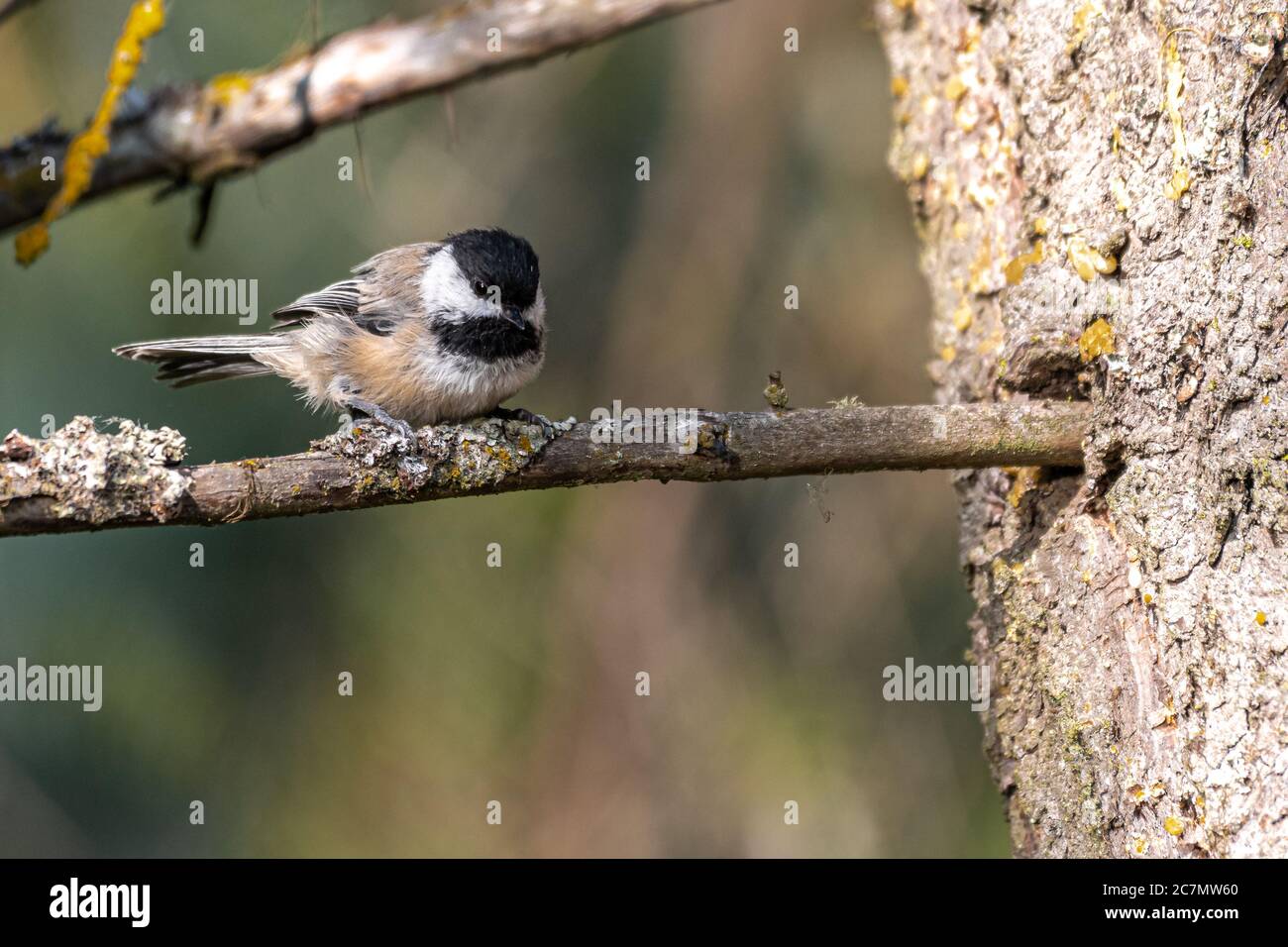 Black-capped Chickadee(Poecile atricapillus), Idaho Stock Photo - Alamy