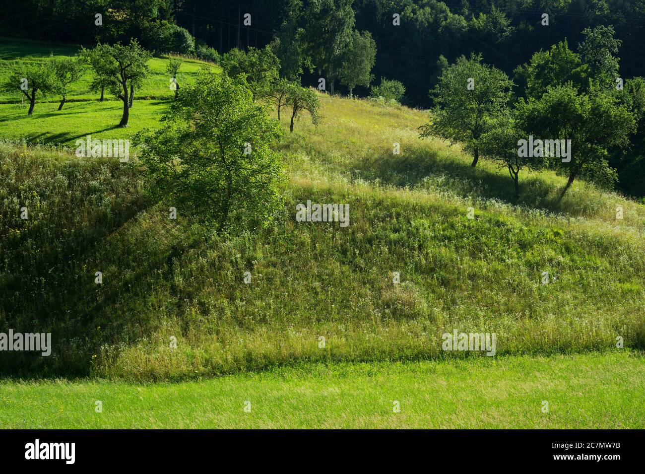 Wavy grass field hi-res stock photography and images - Alamy