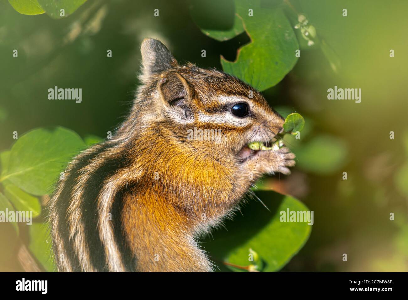 Yellow-pine Chipmunk (Neotamias amoenus), Idaho Stock Photo - Alamy