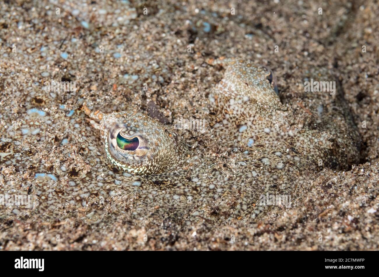 Leopard Flounder, Bothus pantherinus, buried in sand, night dive, Perai ...