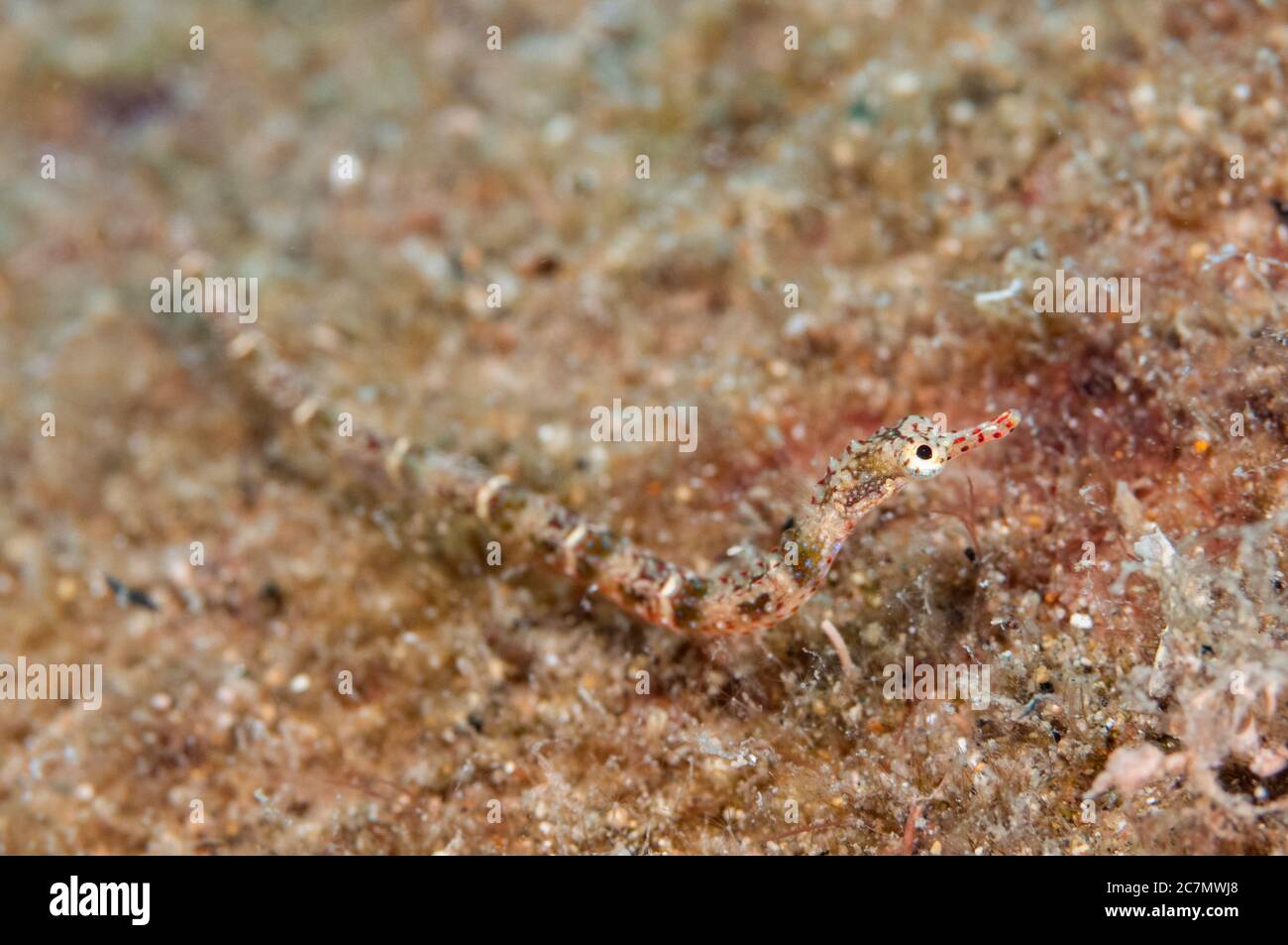 Black striped pipefish hi-res stock photography and images - Alamy