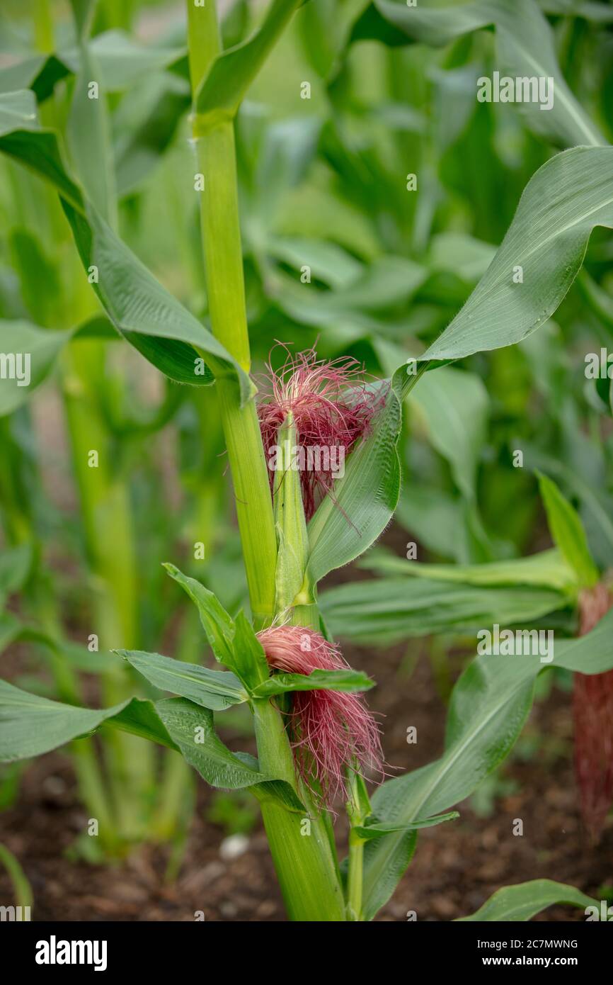Female sweetcorn flowers hi-res stock photography and images - Alamy