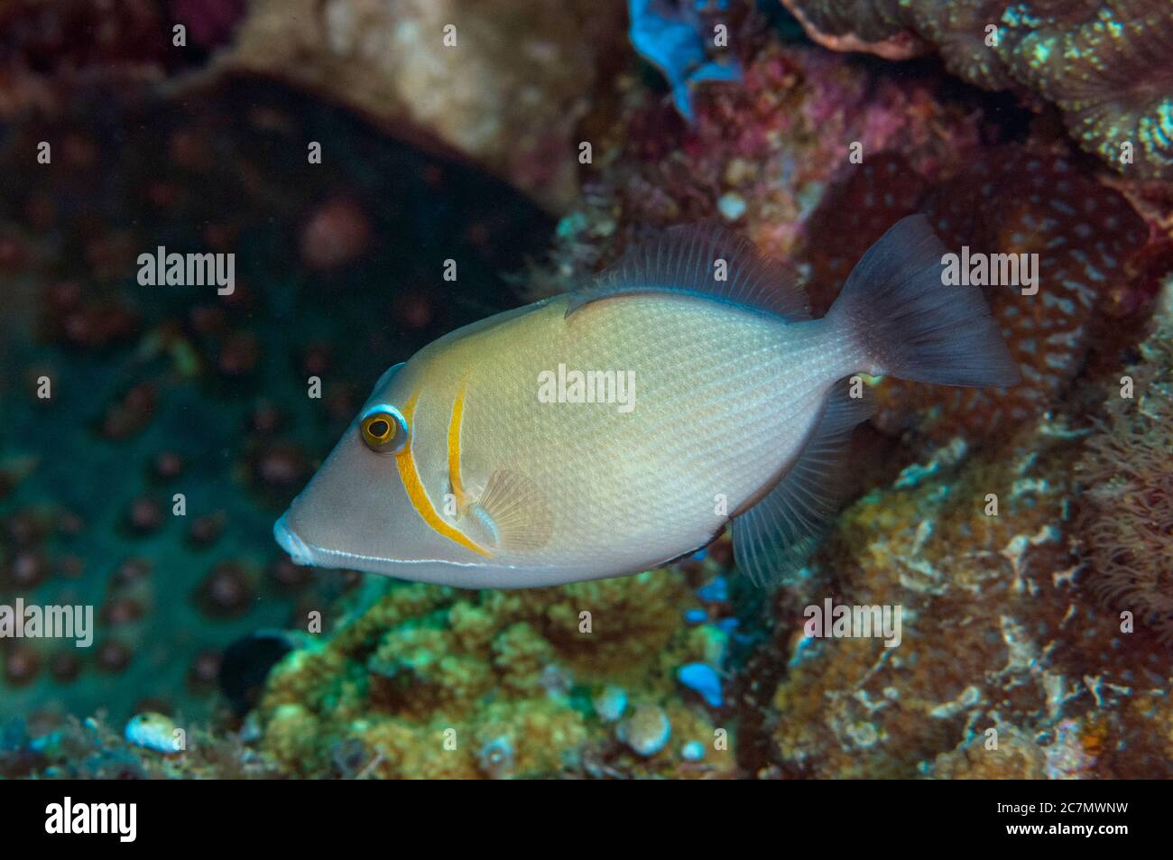 Uhak reef hi-res stock photography and images - Alamy