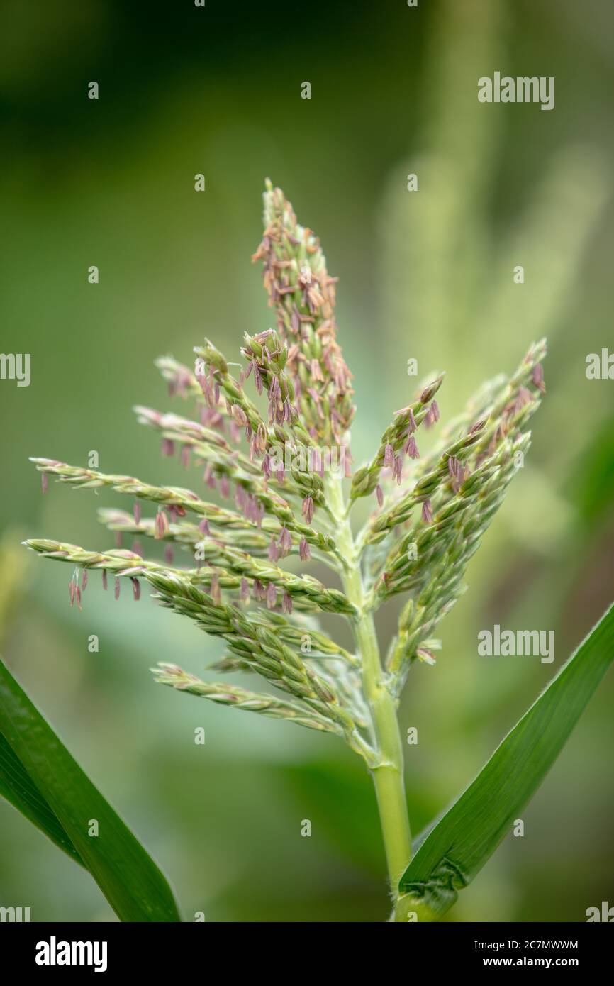 Cultivating sweetcorn hi-res stock photography and images - Alamy
