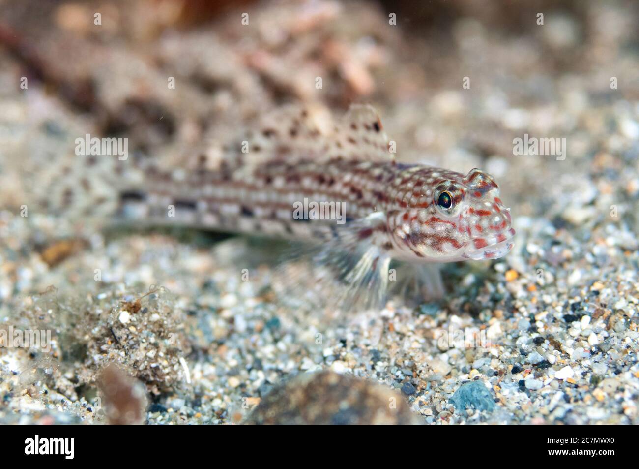Decorated sand goby istigobius decoratus hi-res stock photography and ...