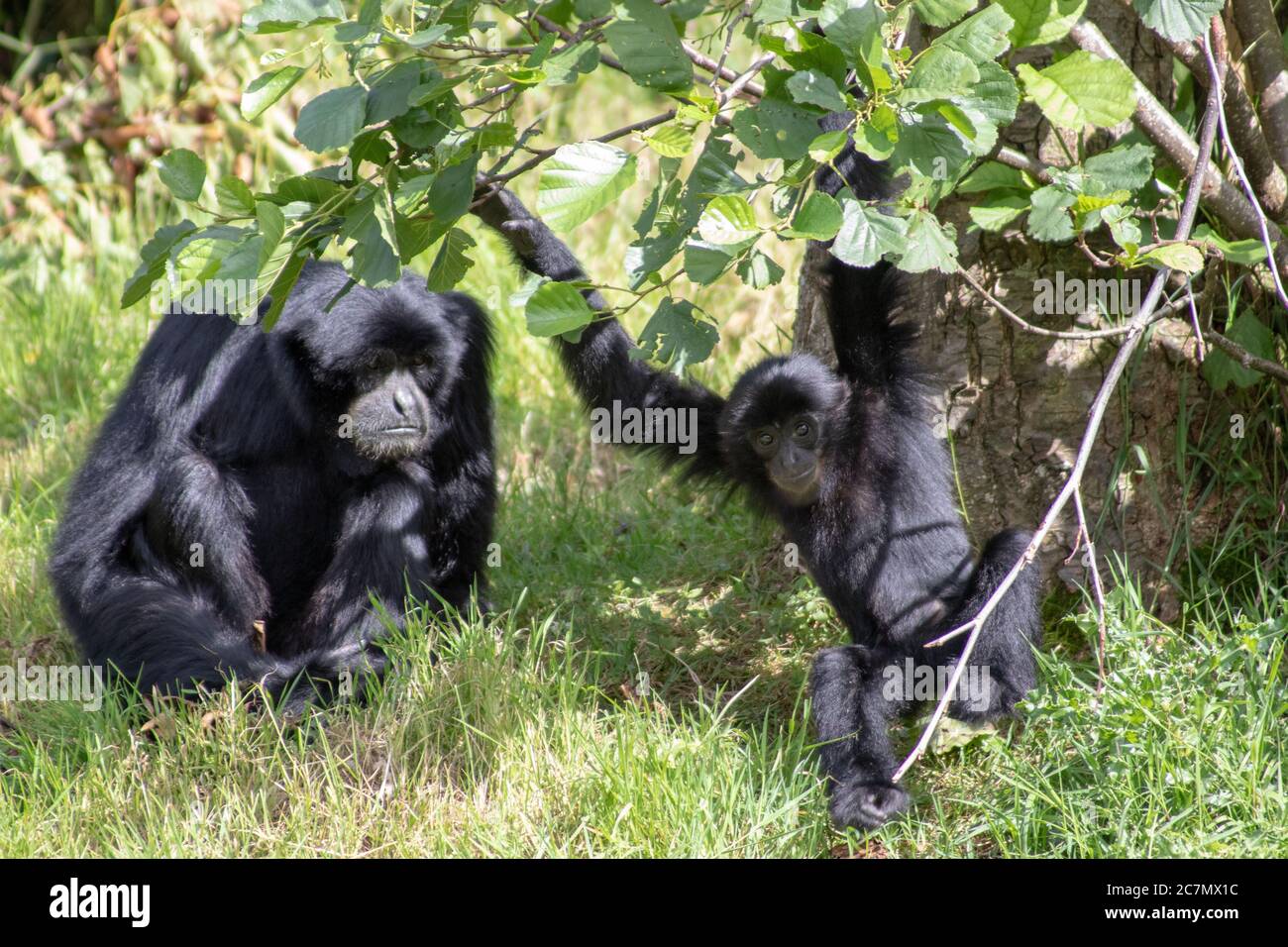 Loving monkeys hi-res stock photography and images - Alamy