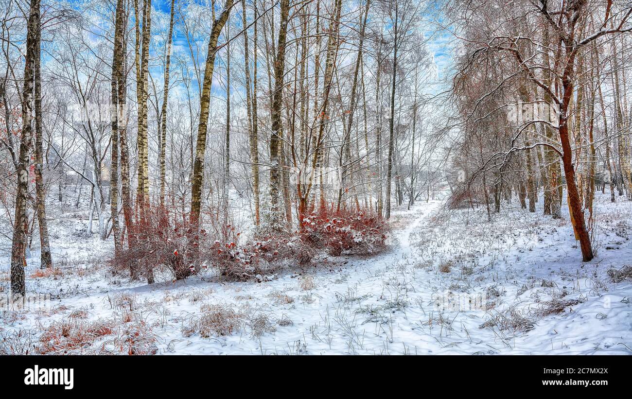 Frozen birch forest landscape. Early winter landscape with frost on ...