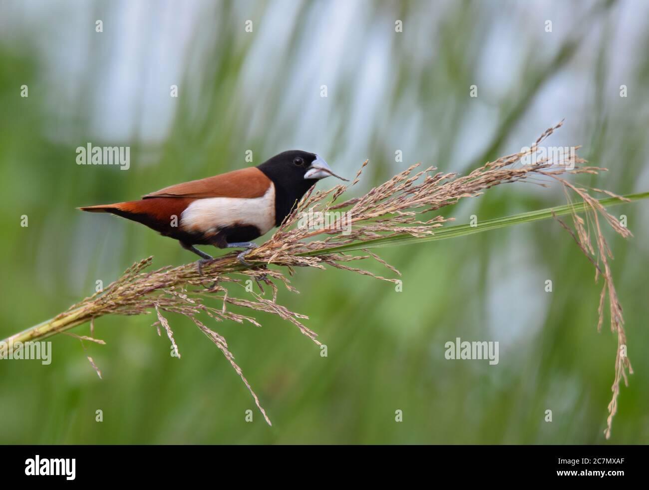 A wild bird eating seed from tree branch in grassland at sunlight Stock Photo - Alamy