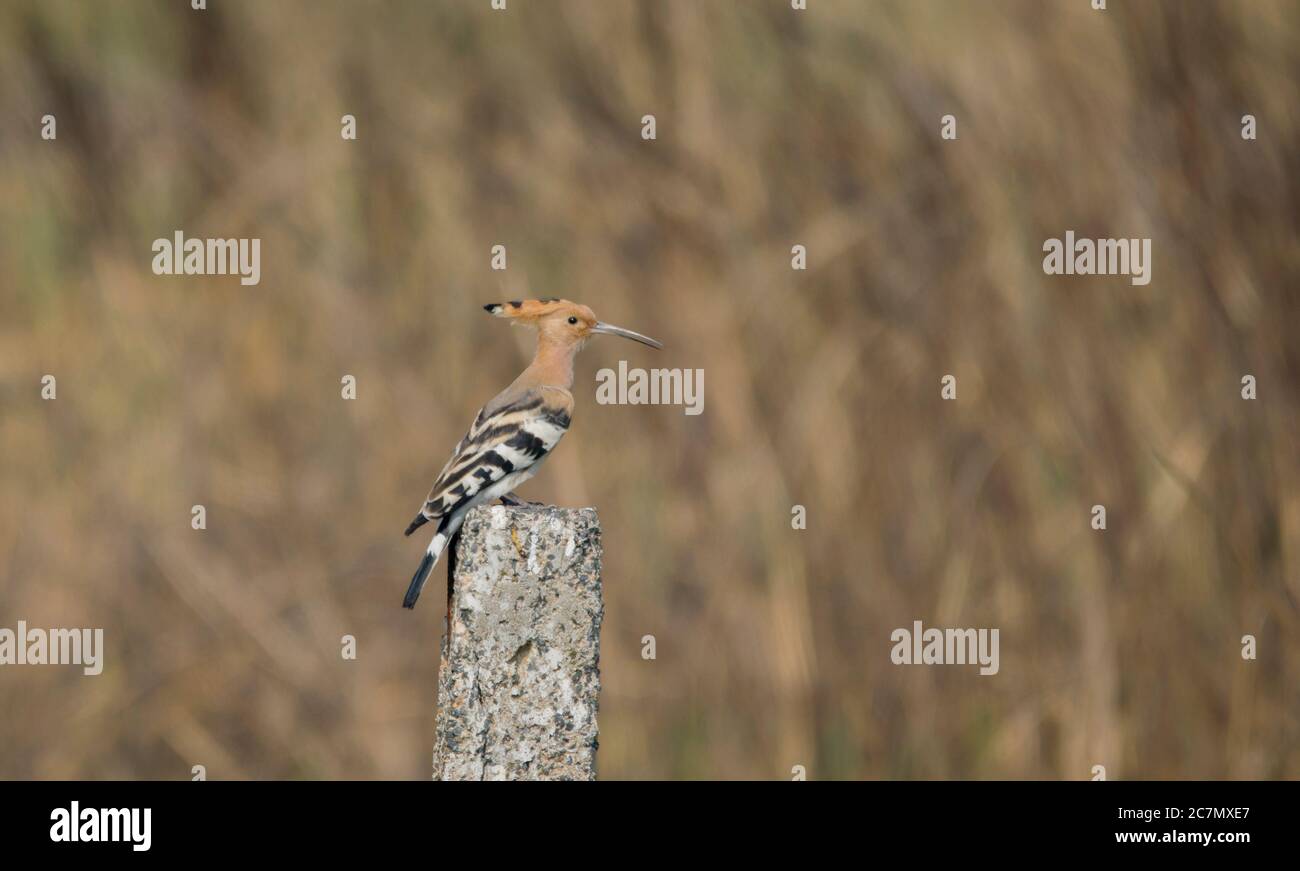 A wild bird resting on the pillar in grassland at daylight Stock Photo ...