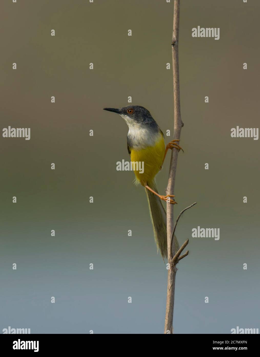 Grassland birdwatching hi-res stock photography and images - Alamy