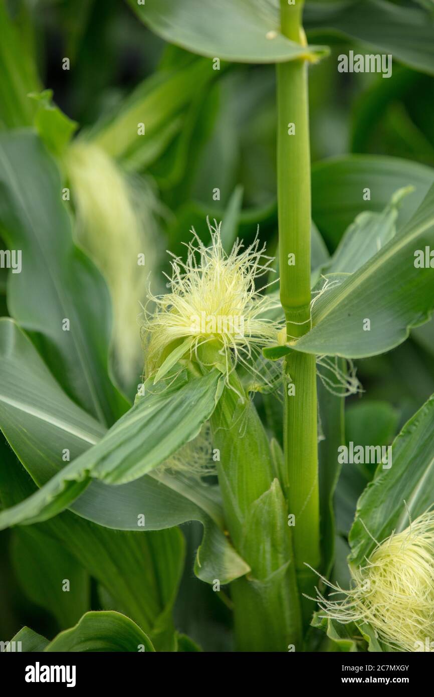 Cultivating sweetcorn hi-res stock photography and images - Alamy