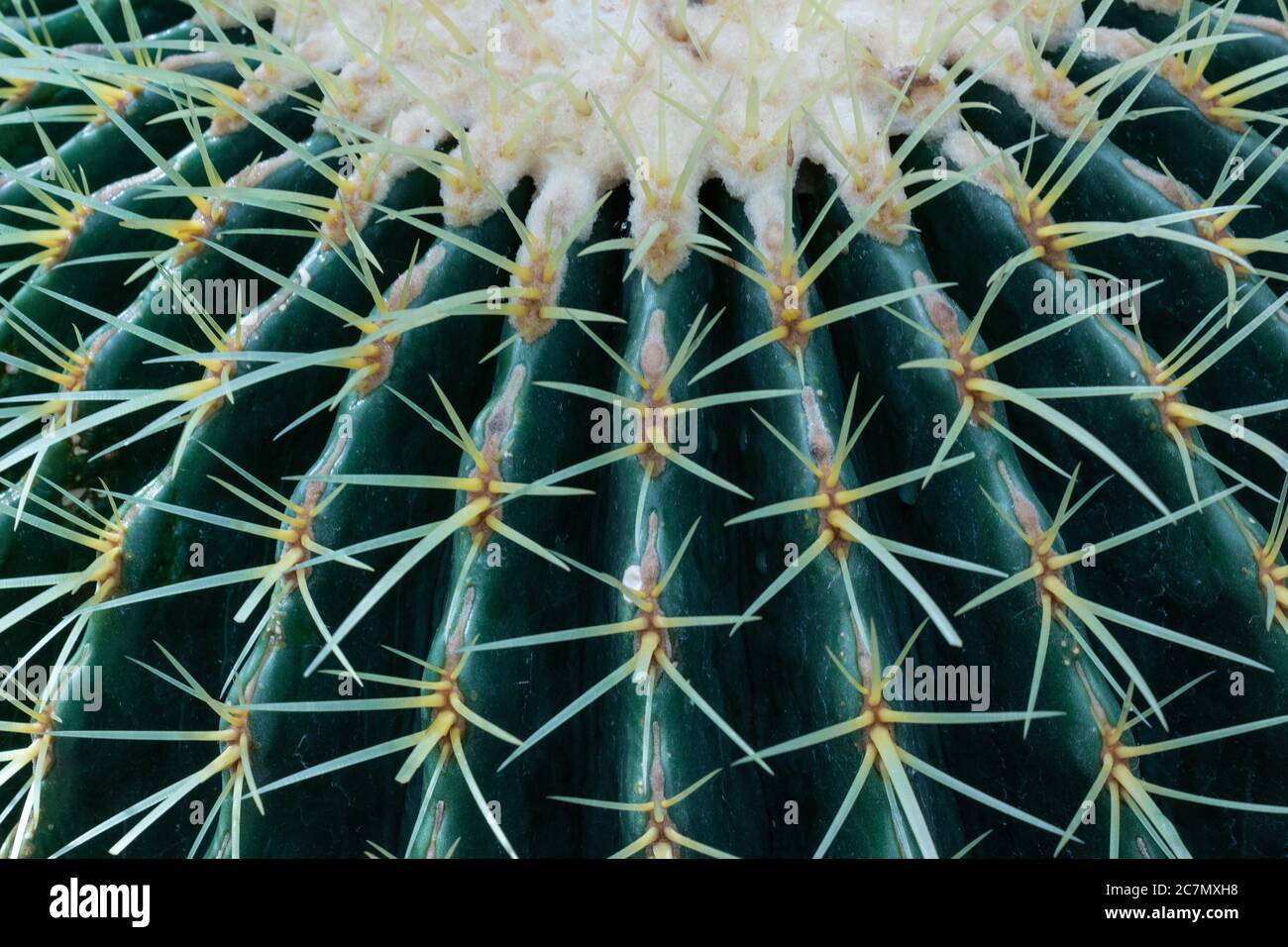 Blue green barrel cactus with serrated spikes in radiating ribs, nature ...
