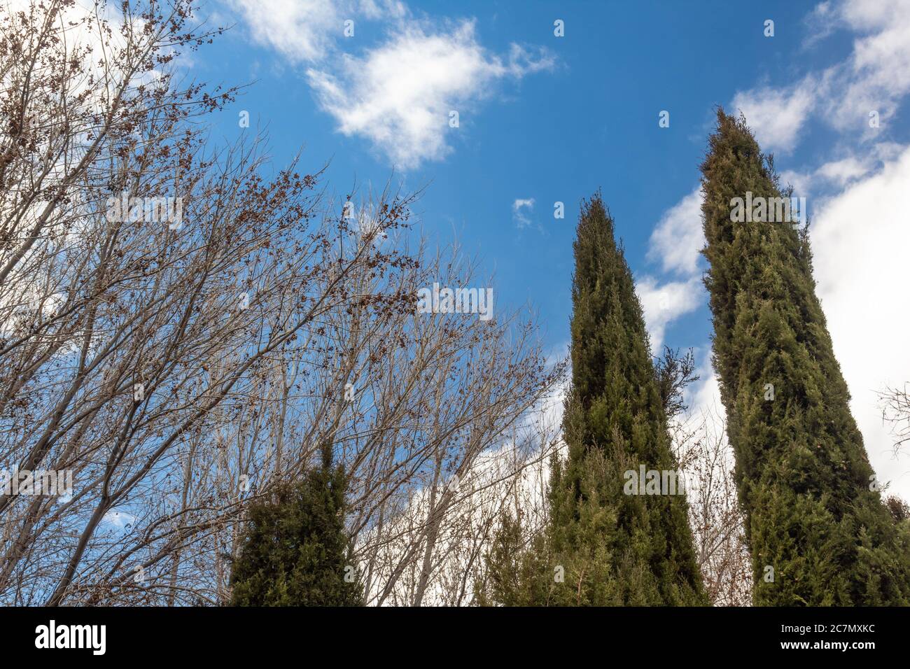 Pointed cedar trees and bare branches against a clear blue winter sky ...