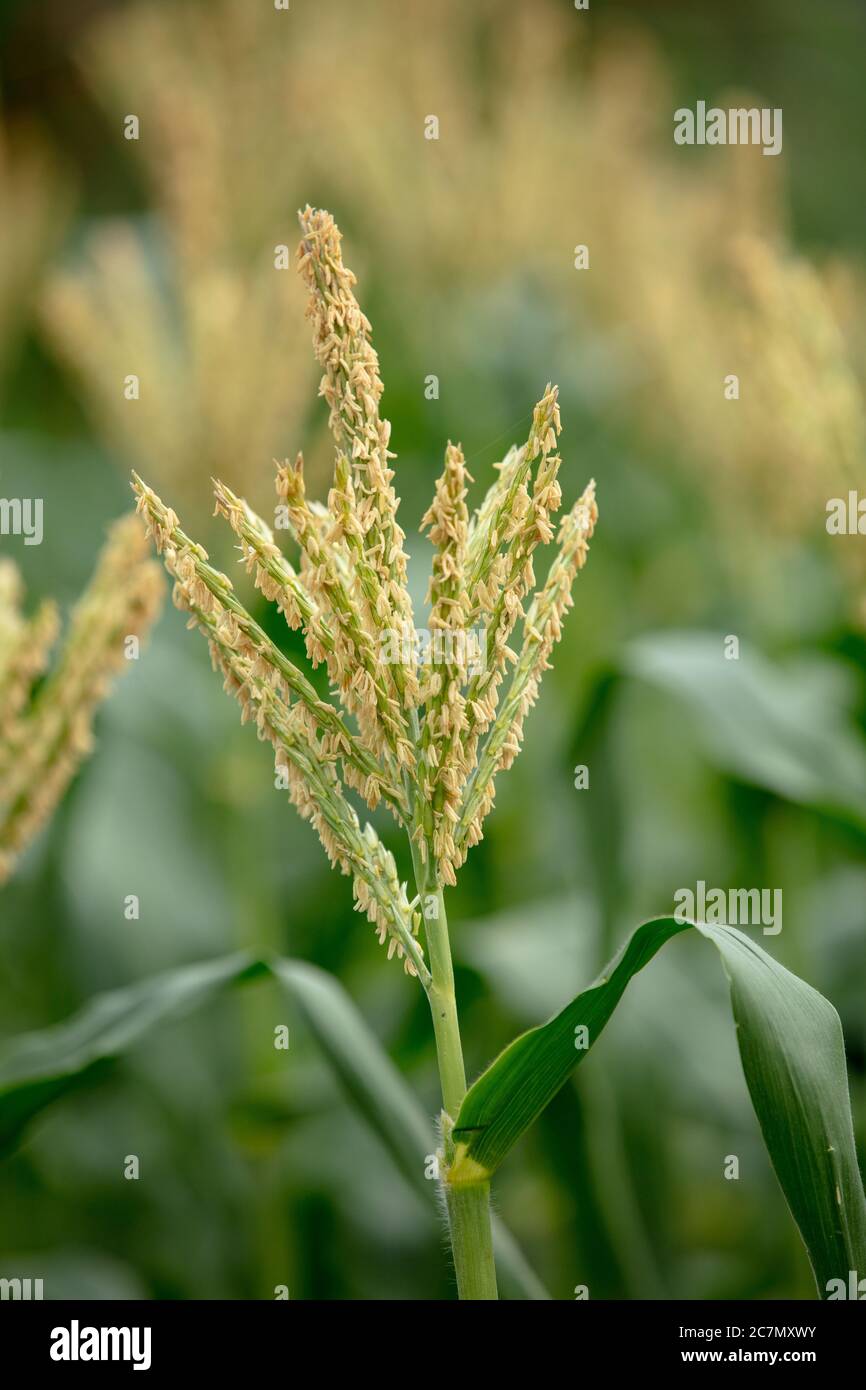 The male seeds or tassels of the sweetcorn, ready to pollinate by wind ...