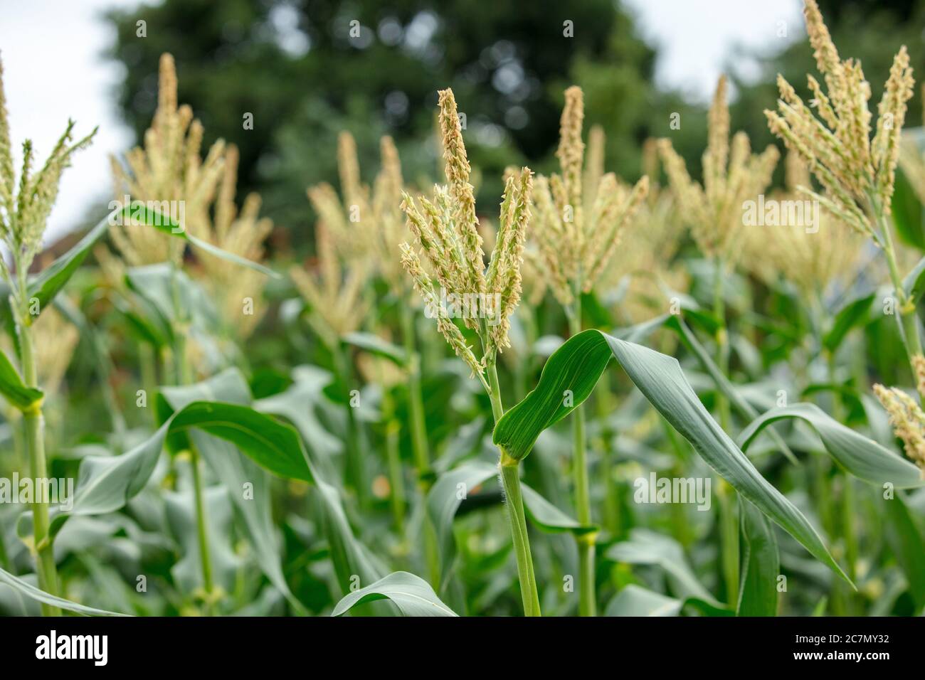 Cultivating sweetcorn hi-res stock photography and images - Alamy