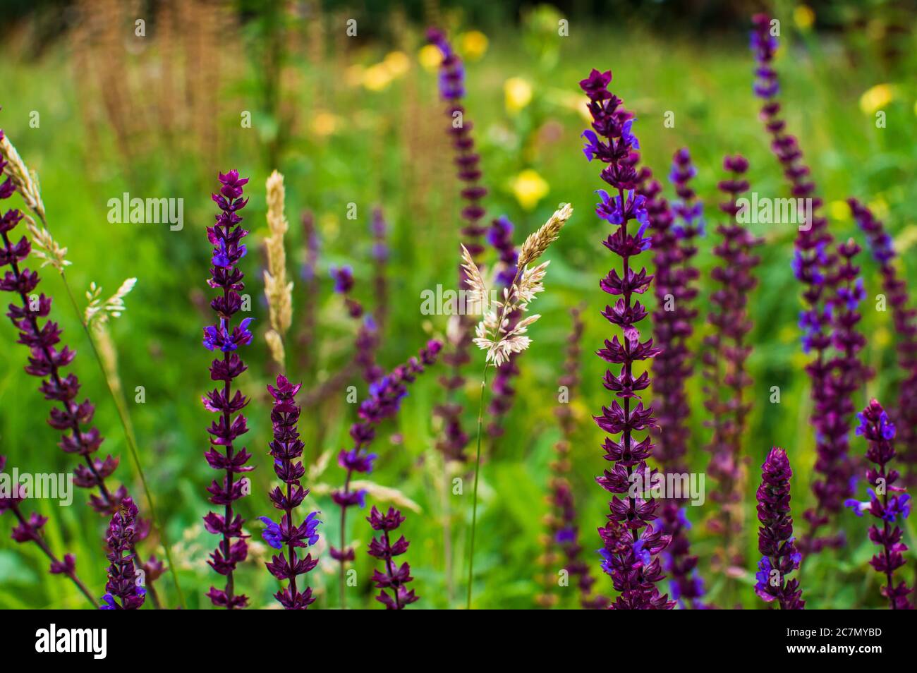 Sage grass hi-res stock photography and images - Alamy