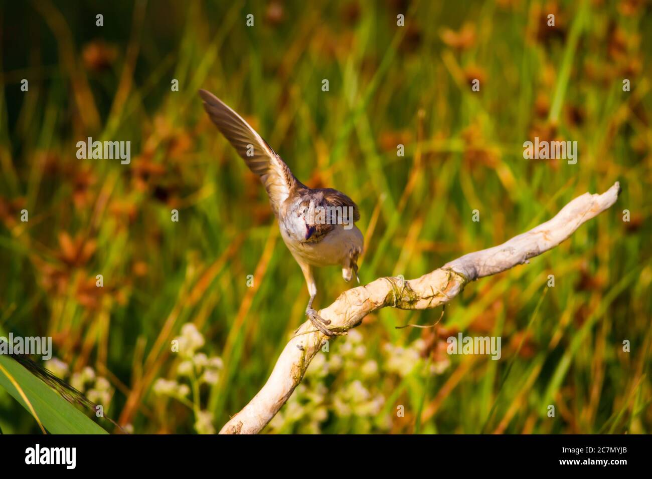 Nature and birds. Bird on branch. Nature background Stock Photo - Alamy