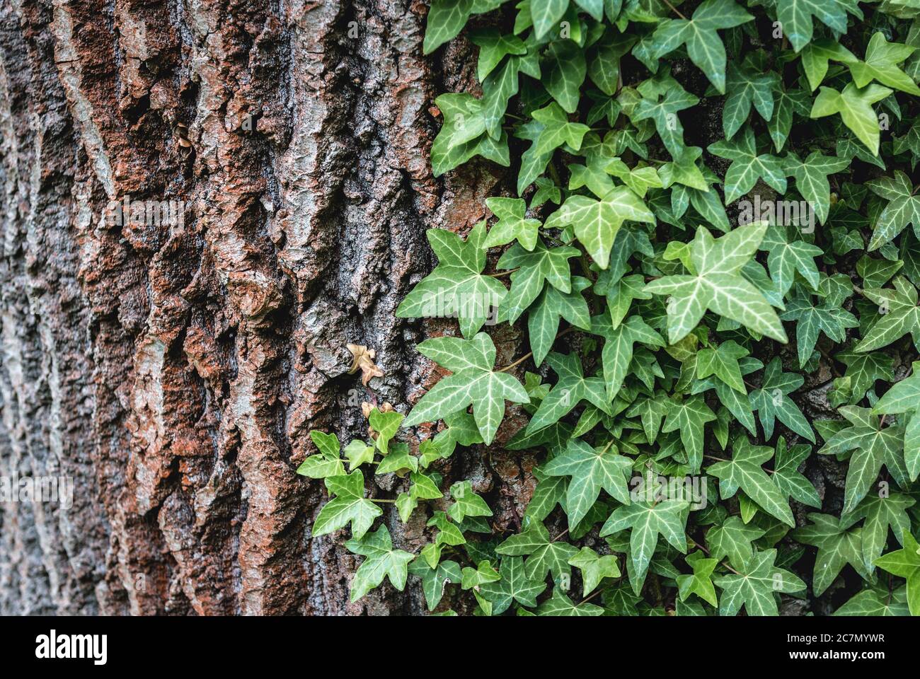 Ivy creeping up tree trunk hi-res stock photography and images - Alamy