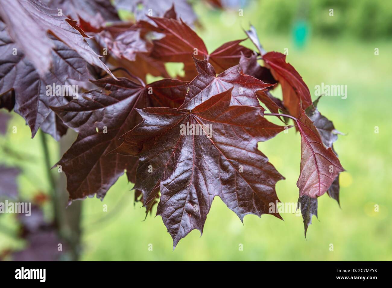 Acer platanoides tree leaves, variety called Royal Red, Emerald Queen ...