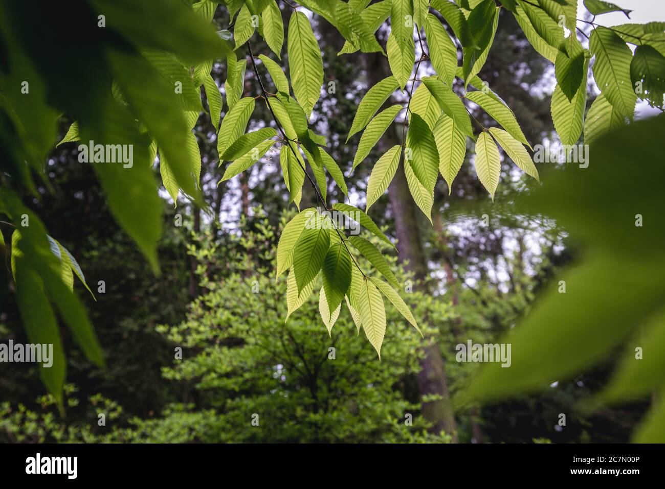 Acer carpinifolium tree leaves, common name hornbeam maple Stock Photo ...