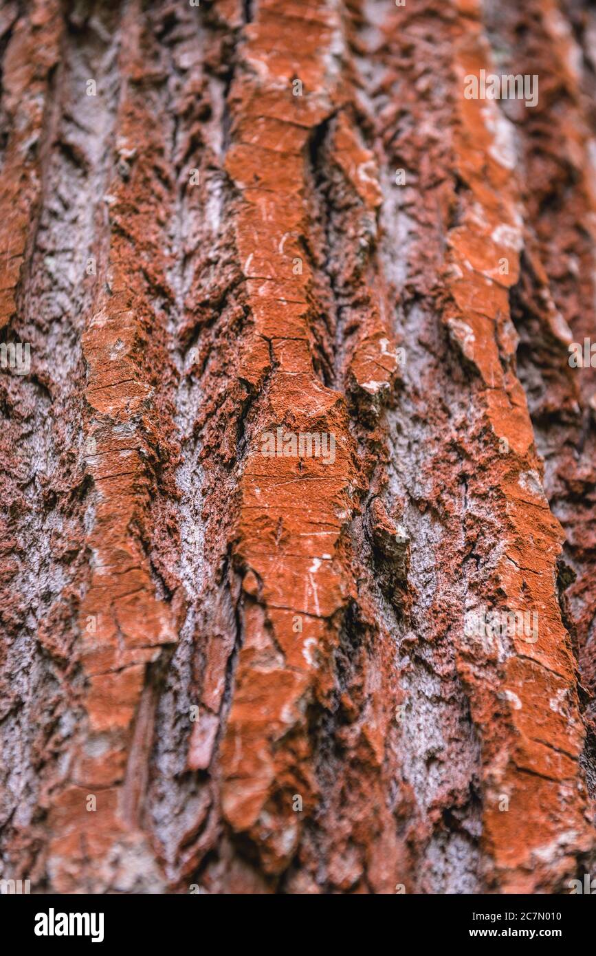 Close up on Populus wilsonii trunk, commonly called Wilson poplar Stock ...
